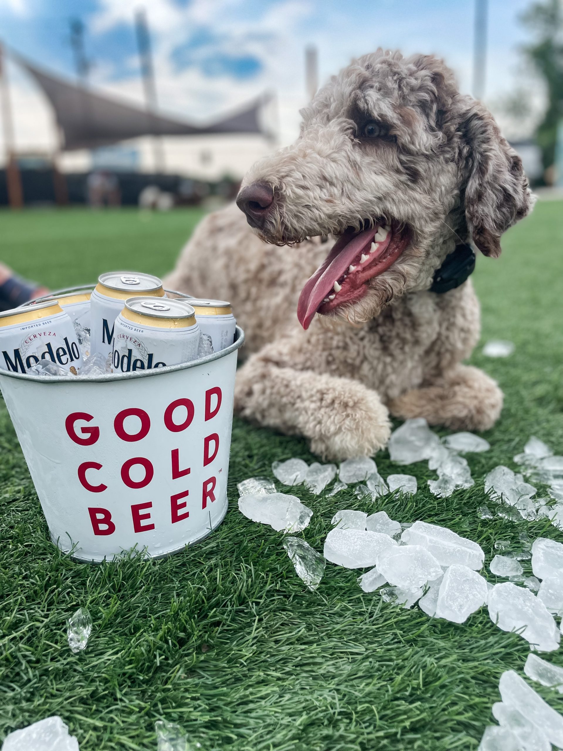 Before You Visit - Barks N Brews